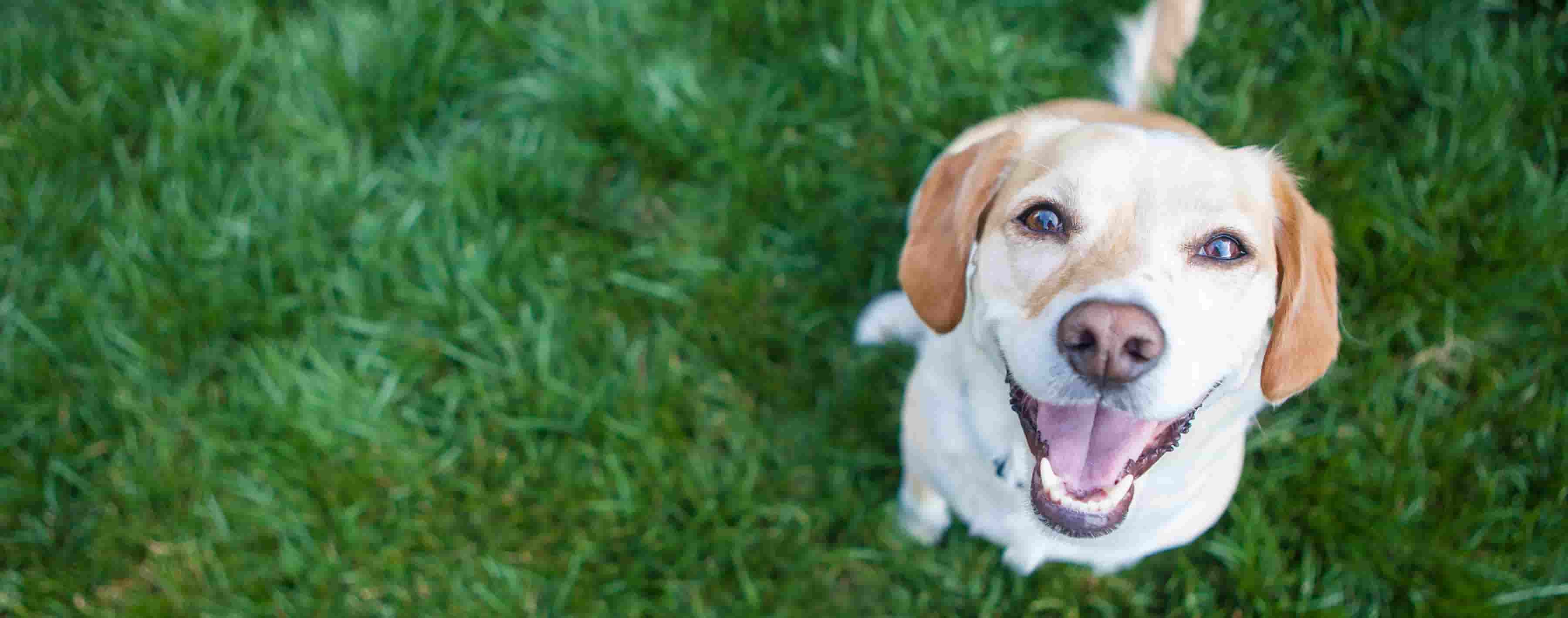 Exercising your dog if you’re social distancing - PDSA