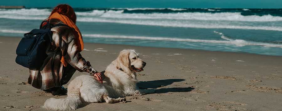 Lockdown with a dog - PDSA