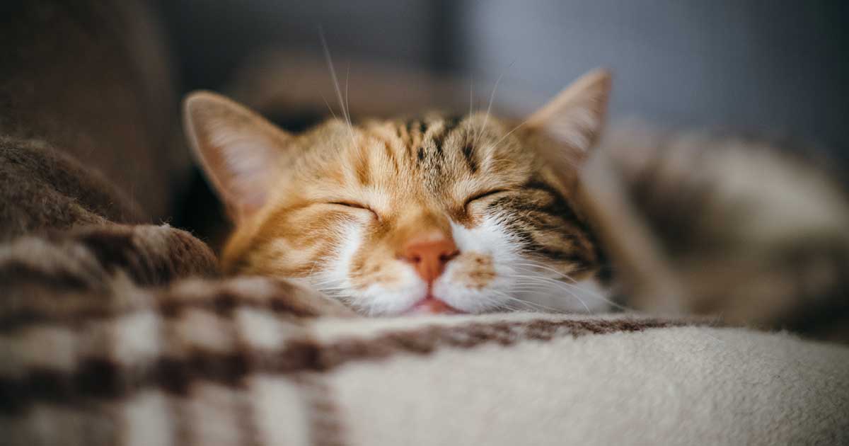 Getting a pet - PDSA