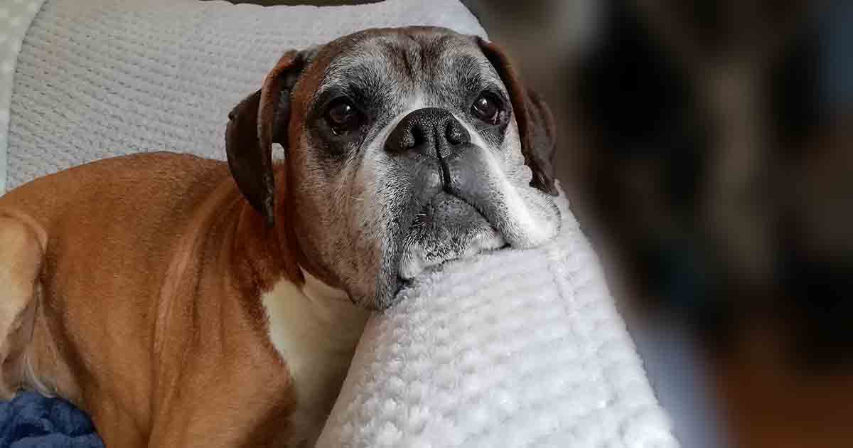 Five things owners should know before getting a flat-faced dog - PDSA