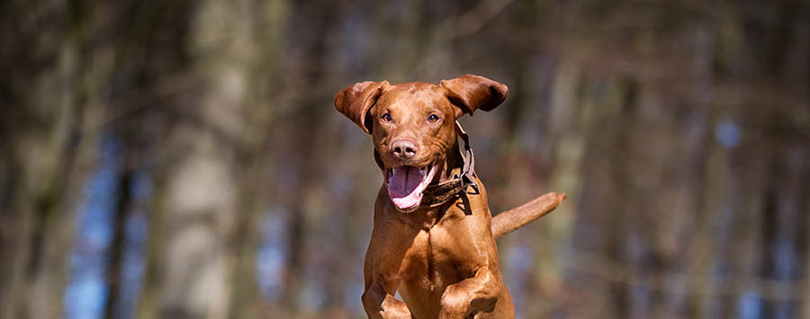 10 amazing facts about dogs - PDSA