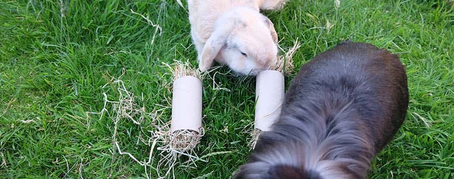 Simple cardboard tube toy for rabbits - PDSA
