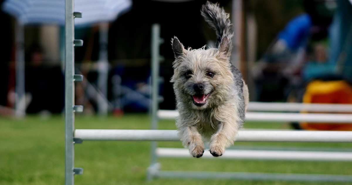 Agility for dogs: how to get started - PDSA