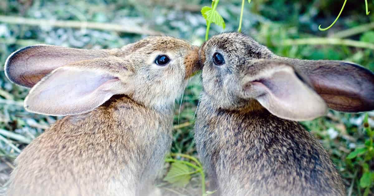 10 things you might not know about rabbits - PDSA